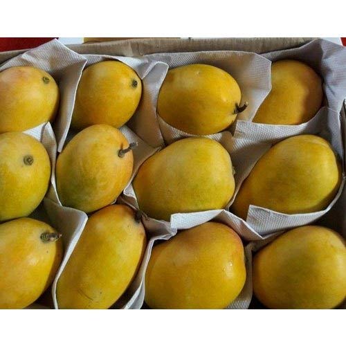 Plant Nursery Online Raspuri Fresh Mango Grafted Plants (Pack Of 2 ...