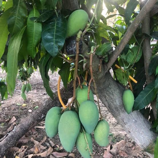 Plants sell point Katimon/Catimon Mango plants_pack of one : Amazon.in ...