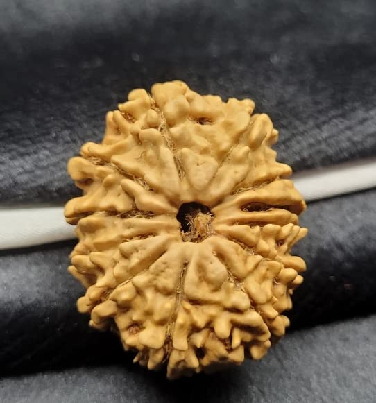 NEXG 13 Mukhi Rudraksha Original Certified 13 Faced Rudraksha Blessing ...