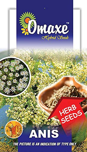 Anis Herb Herb Seeds Kitchen Garden Packet sold by Kitchen Garden Hub ...