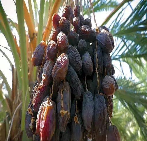 BISWAS PLANTS HOUSE` BLACK DATE PALM/KHAJUR TISSUE CULTURE TREE LIVE ...