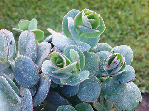 Kalanchoe marnieriana - How to grow & care
