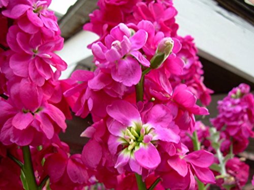 Matthiola incana - How to grow & care