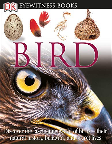 Fun Bird Activities for Kids
