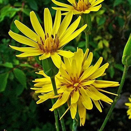 Annual Giant Scorzonera Hispanica - Spanish Black Salsify 100 Seeds ...