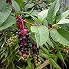 Amazon.com : Palm Beach Medicinal Herbs - Pokeberry (Phytolacca ...