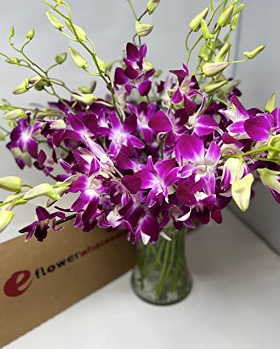 The 29 Best Fresh Cut Orchids of 2025 [Verified] - Cherry Picks