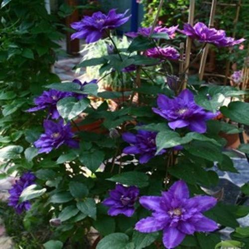 70 Pcsmix Beautiful Clematis Seeds Flower Diy Perennial Flowers ...