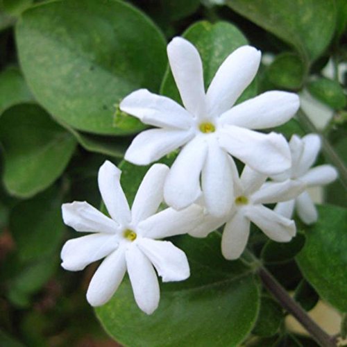 NurseryNature Juhi Jasminum Auriculatum Plant : Amazon.in: Garden ...
