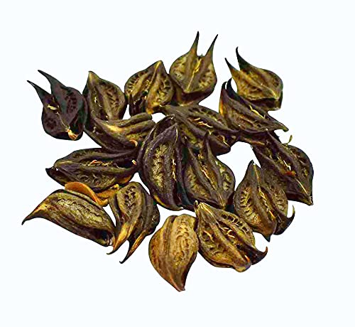 Buy Devil pod | Evil Pod Set | Bat Head Roots (21) Online at Low Prices ...