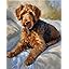 Amazon.com: Paint by Number for Stress Relief,Goldendoodle Dog,Easy ...