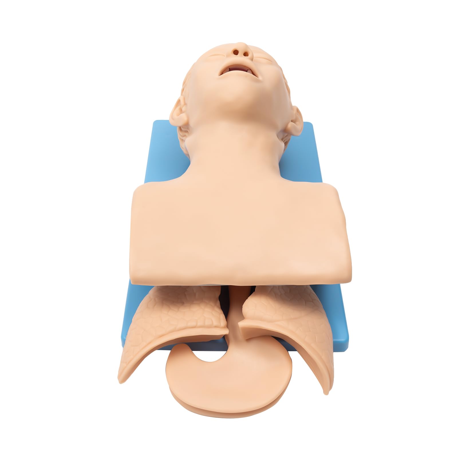 Snapklik.com : VPABES 110v PVC Adult Intubation Manikin Teaching Model ...