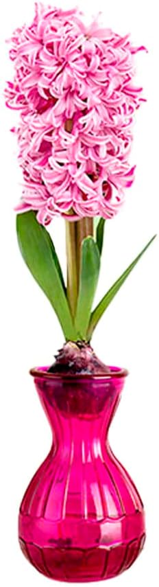 1 x Hyacinth in Glass Gift Kit – Spring Flowering Bulb – Fills Air with ...