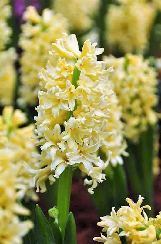 Siddhi Vinayak Gallery® Hyacinth Imported Rare Variety Winter Yellow ...