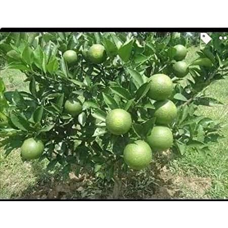 The Entacloo Your Shop Rare Grafted Sweet Pomelo Citrus " Kambili ...