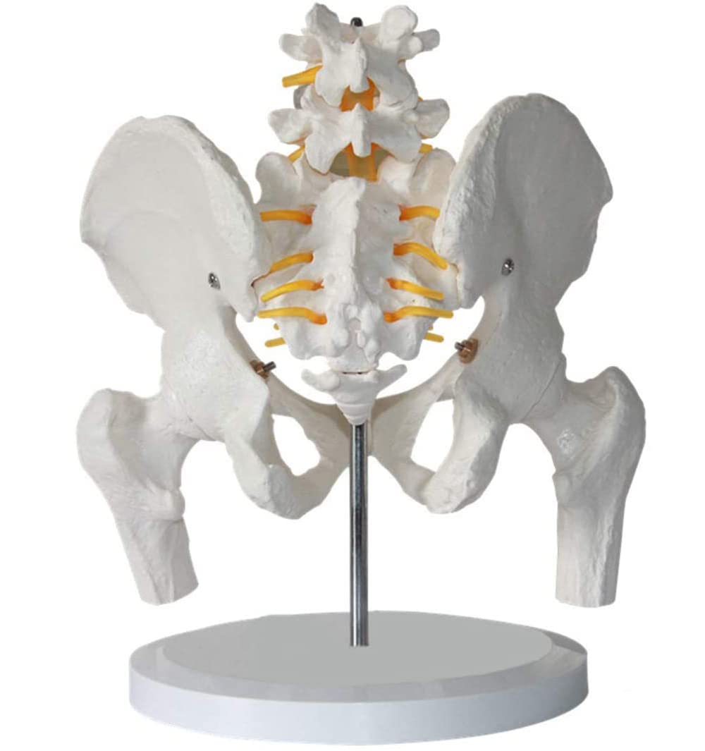 Buy UIGJIOG Human Pelvic Model Spine Model with 2 Lumbar Vertebrae ...