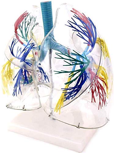 Study Model Transparent Lung Segment Model Lung Anatomy Respiratory ...