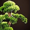 Amazon.com: Artificial Bonsai Pine Tree, 17Inch Faux Potted Plant Desk ...