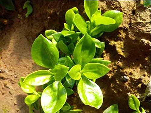 Amazon.com : Original packaging andrographis seeds edible andrographis ...