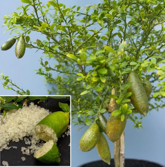 AUSTRALIAN FINGER LEMON FRUIT PLANT HYBRID ORGANIC GRAFTED GARDEN LIVE ...