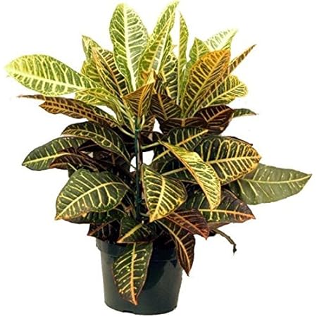 NurseryNature Croton Variegatum Magnificent Codiaeum Variegatum ...