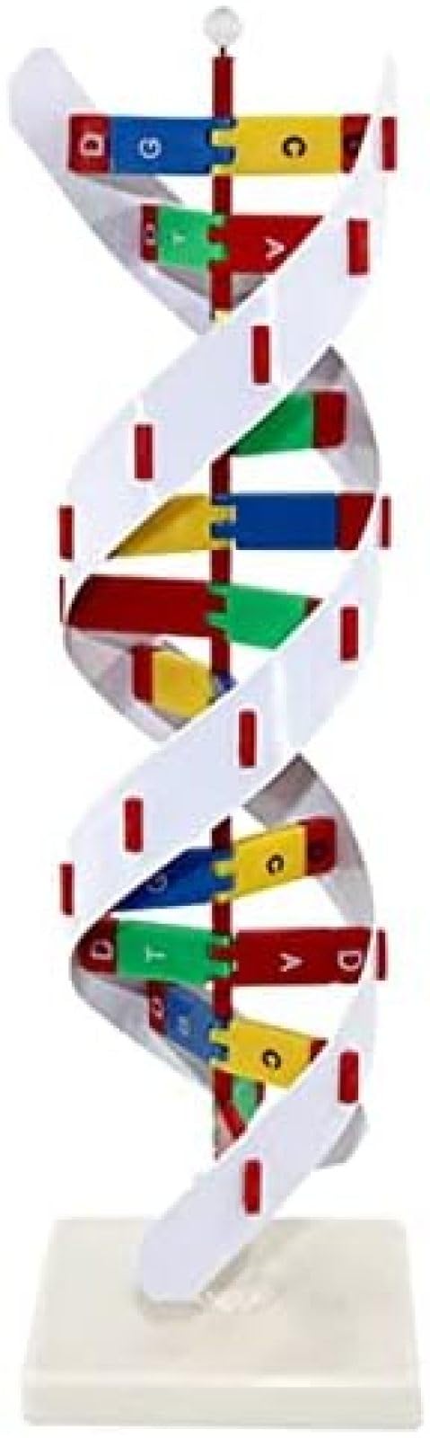 Estrutura Do Dna Humano O Sequenciamento Do Genoma Está Completo