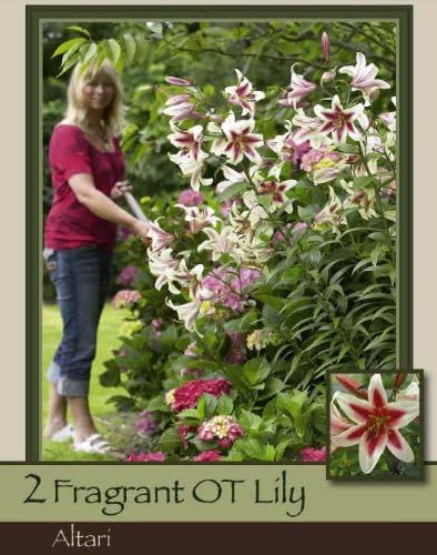 Amazon.com : Hybrid Lily OT Altari Pack of 2 Bulbs : Patio, Lawn & Garden