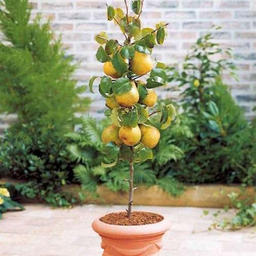 Arbre fruitier Colonnaire Poirier - 80/100 cm de hauteur - Pour pots et ...