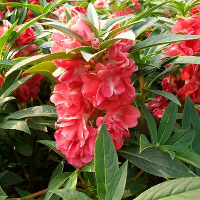 SeeGreen Balsam flower seeds all colour - Mixed colour double balsam ...