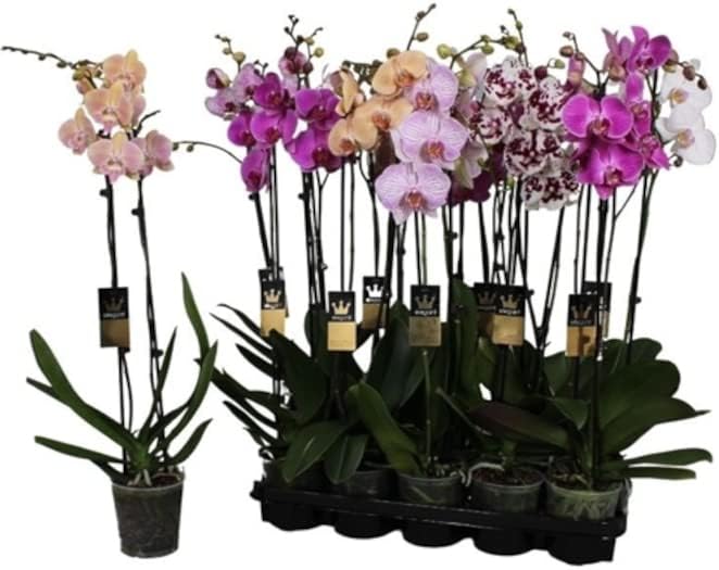 Phalaenopsis 50-70 cm 2 Triebe - Orchideen - Topforchidee keine Samen ...