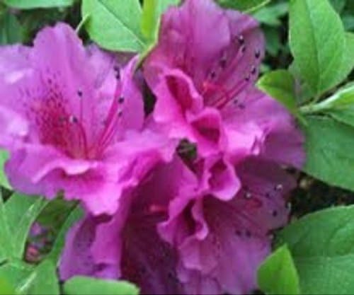 Amazon.com: RARE Purple Splendor Evergreen Azalea : Patio, Lawn & Garden