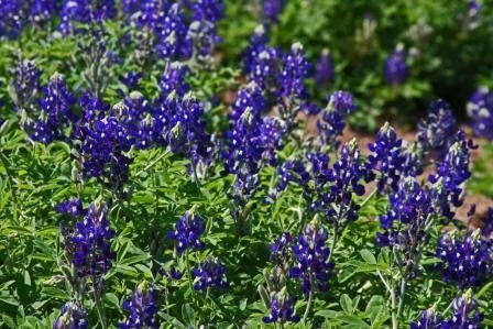 Amazon.com: Legend Online Garden Seeds Wildflower Bluebonnet Lady Bird ...