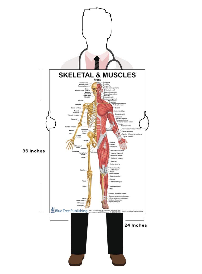 2 Poster Set! Skeletal Muscles Front and Back View Poster Set 24x36inch ...