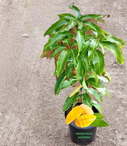 Amazon.com : No CA, Julie Grafted Mango Tree Live Plant, Live Mango ...