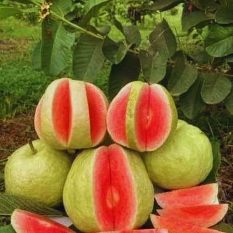 Amazon.com : Red Guava Tree Grafted Live Plant, 2-3 Feet Tall in 3 ...