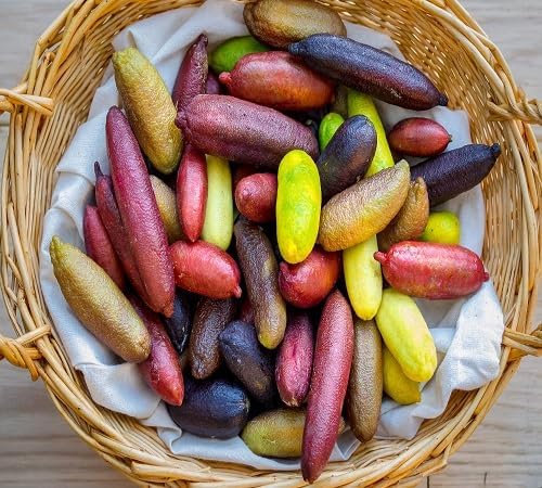 100pcs Fresh Finger Lime Fruit Seeds : Amazon.co.uk: Garden