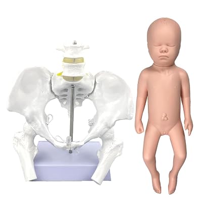 Life Size Flexible Female Pelvis Model with Baby Nepal | Ubuy