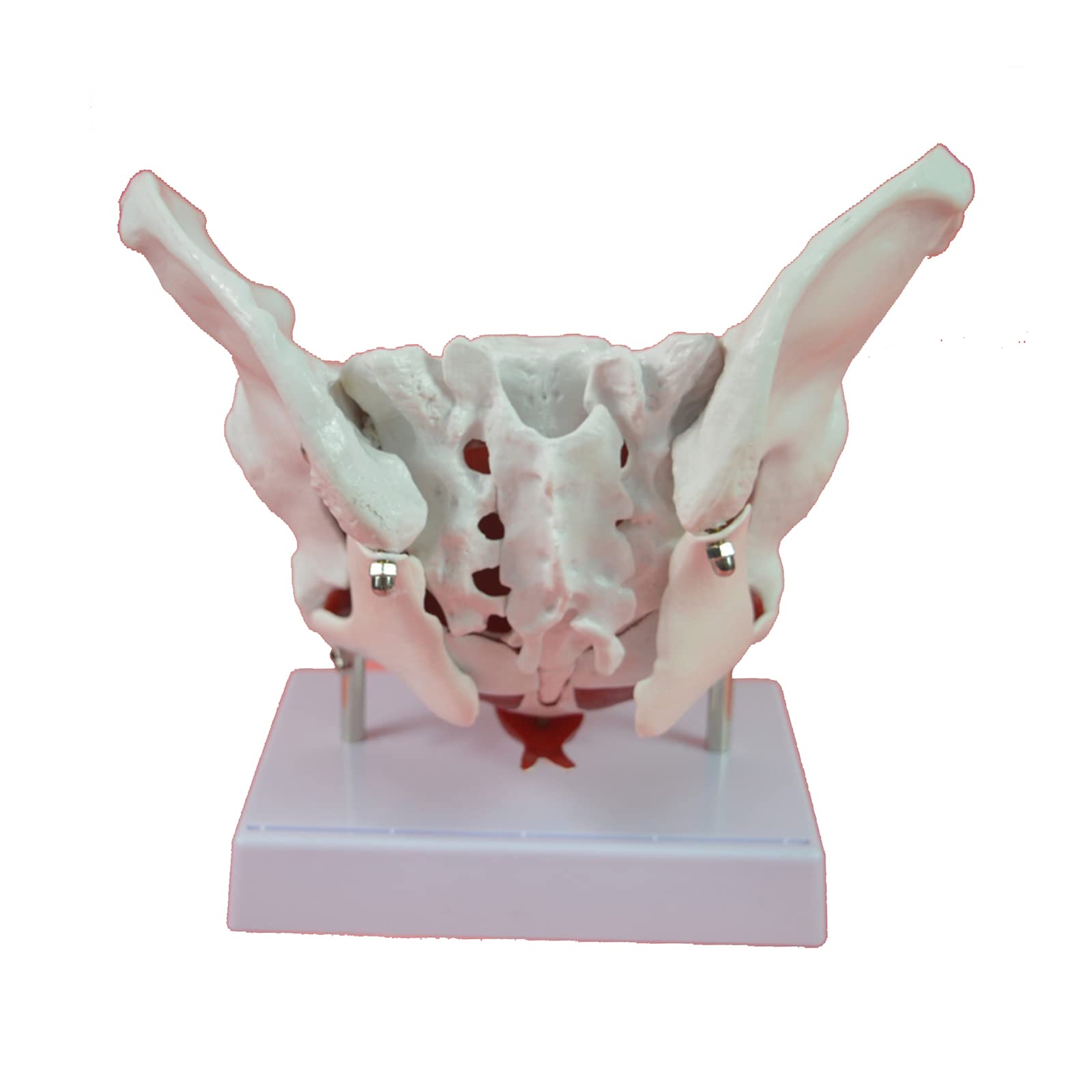 Kz55hfemale Pelvis And Perineum Model Female Pelvis And Pelvic Floor ...