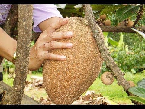 Mamey Sapote (Red) Hybrid Fruit Plant & Tree for Home Gardening (Pack ...