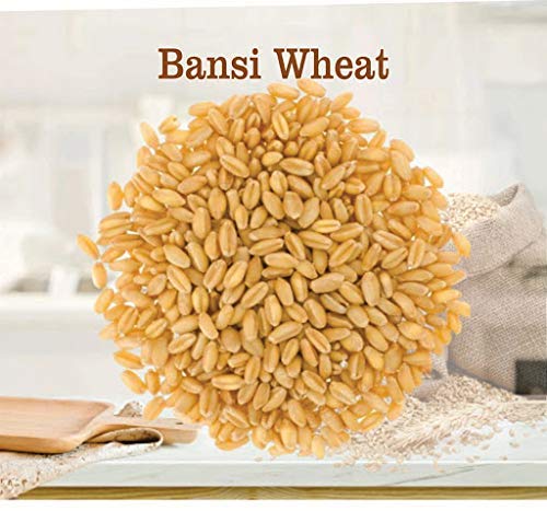 VISION CRAFTED PUNJAB Chemical Free Rare Desi Bansi Wheat Seeds Variety ...