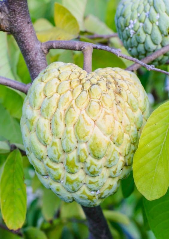 Live Sugar apple plant, Rare Custard apple live fruit tree (Plant ...