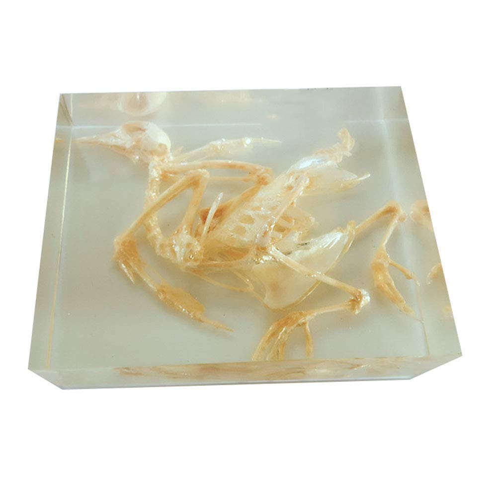 Buy FMOGE Pigeon Skeleton Natural Model - Animal Skeleton Embedding ...
