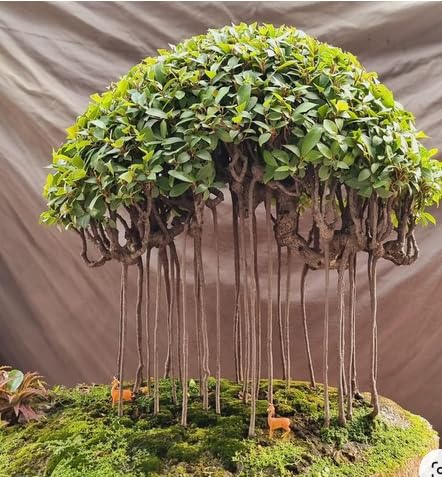 Banyan Tree Bonsai rare live plant (unique bonsai plant) : Amazon.in ...
