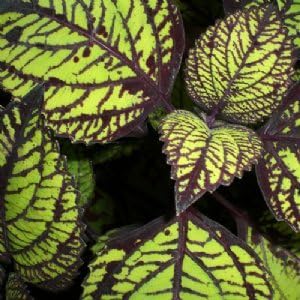 Amazon.com : GrowJoy - Fishnet Stockings Coleus (Live Plant) 2.5-Inch ...
