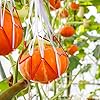 Amazon.com : Iceyyyy 30 Packs Watermelon Hammock Mesh Bags-2 Colors ...