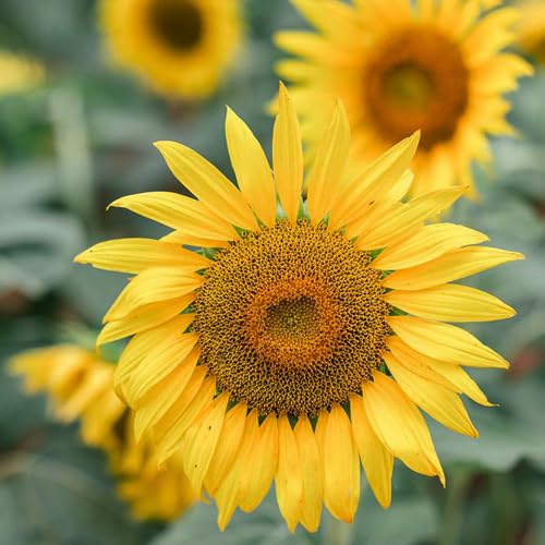 SREE Sunflower Sungold Flower Seeds Hybrid F100 Seeds All Season for ...