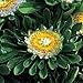 Amazon.com : Incredible Hulk Aster 40 Seeds - Unbelievable - Annual ...