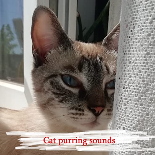 Écouter Cat purring sounds de 가르랑 고양이, Purring of cats and kittens ...