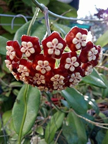 ExoticRarePlants Hoya MELIFLUA Wax Live Plant : Amazon.in: Garden & Outdoors