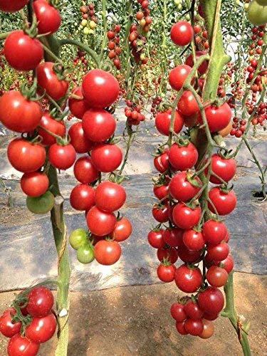 Coconut Lagoon High Yield Hybrid" RED CHERRY TOMATO" Vegetable Seeds 50 ...